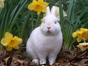 'Domestic Albino Netherland Dwarf Rabbit, Amongst Daffodils, USA ...