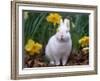 'Domestic Albino Netherland Dwarf Rabbit, Amongst Daffodils, USA ...
