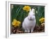 'Domestic Albino Netherland Dwarf Rabbit, Amongst Daffodils, USA ...