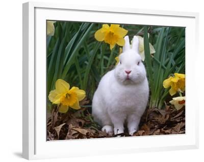 'Domestic Albino Netherland Dwarf Rabbit, Amongst Daffodils, USA ...