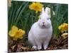 'Domestic Albino Netherland Dwarf Rabbit, Amongst Daffodils, USA ...