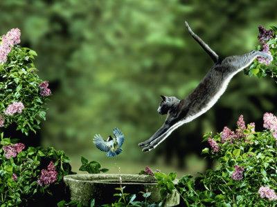 'Domestic Cat Leaping at Coal Tit on Bird Bath' Photographic Print ...
