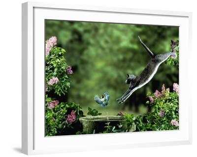 'Domestic Cat Leaping at Coal Tit on Bird Bath' Photographic Print ...