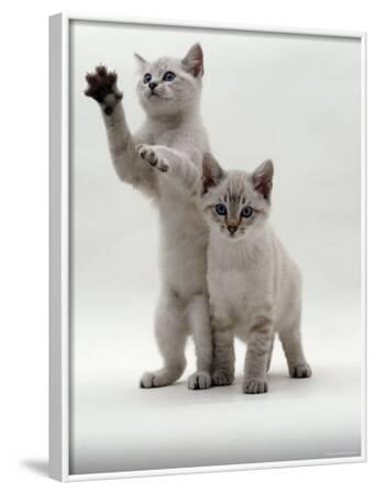 'Domestic Cat, Two Blue-Eyed Sepia Snow Bengal Kittens, One Reaching Up ...