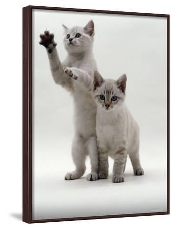 'Domestic Cat, Two Blue-Eyed Sepia Snow Bengal Kittens, One Reaching Up ...