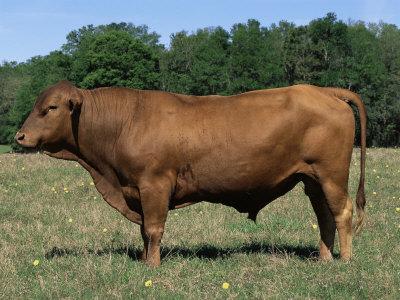'Domestic Cattle, Senepol Bull, Florida, USA' Photographic Print - Lynn ...