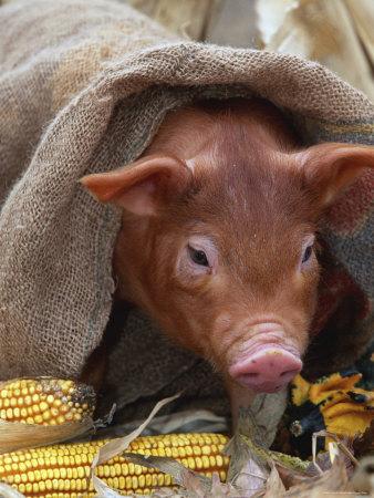 'Domestic Pig in Sack, Mixed Breed, USA' Photographic Print - Lynn M ...
