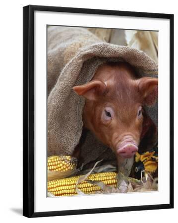 'Domestic Pig in Sack, Mixed Breed, USA' Photographic Print - Lynn M ...