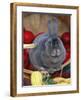 'Domestic Rabbit, Mini Rex Breed' Photographic Print - Lynn M. Stone ...