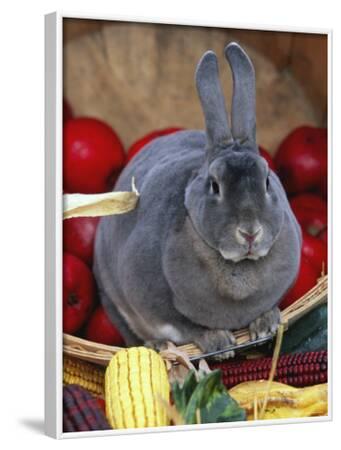'Domestic Rabbit, Mini Rex Breed' Photographic Print - Lynn M. Stone ...