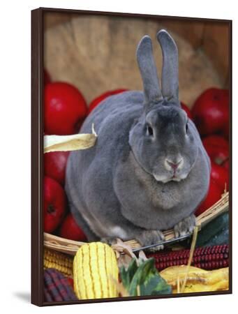 'Domestic Rabbit, Mini Rex Breed' Photographic Print - Lynn M. Stone ...