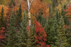 Don Grall Posters, Prints, Paintings & Wall Art | AllPosters.com