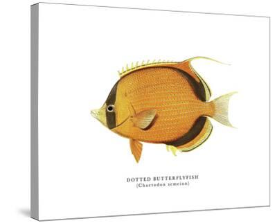 'Dotted Butterflyfish' Stretched Canvas Print - The Drammis Collection ...