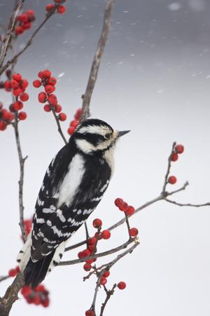 'Downy Woodpecker Female in Common Winterberry in Winter, Marion Co. IL ...