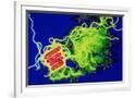 'Legionella Bacteria' Photographic Print - Dr. Linda Stannard ...
