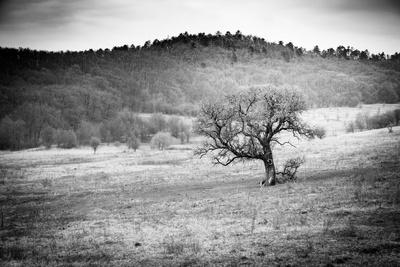 'Dramatic field landscape, tree and meadows' Photo | AllPosters.com