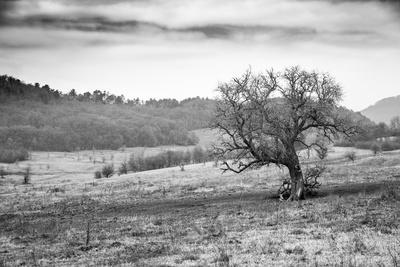 'Dramatic field landscape, tree and meadows' Photo | AllPosters.com