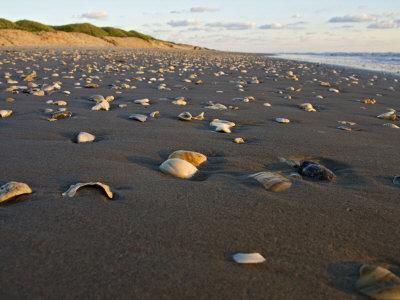 'Dunes and Seashells on Padre Island, Texas, USA' Photographic Print ...