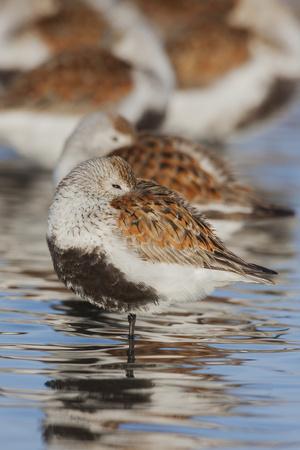 'Dunlin flock resting.' Photographic Print - Ken Archer | AllPosters.com