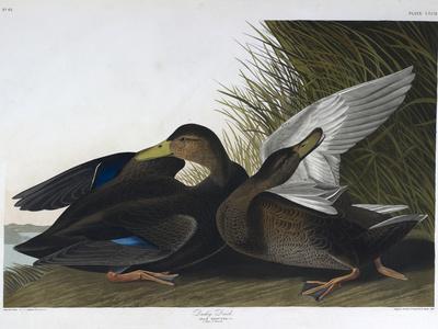 'Dusky Duck' Giclee Print | AllPosters.com