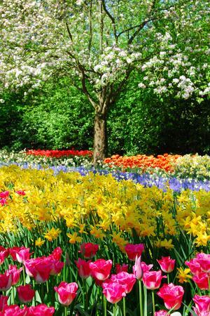 'Colorful Springflowers and Blossom in Dutch Spring Garden 'Keukenhof ...