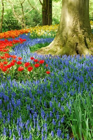 'Colorful Springflowers and Blossom in Dutch Spring Garden 'Keukenhof ...