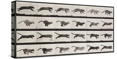 Cat Running Stretched Canvas Print - Eadweard Muybridge | AllPosters.com
