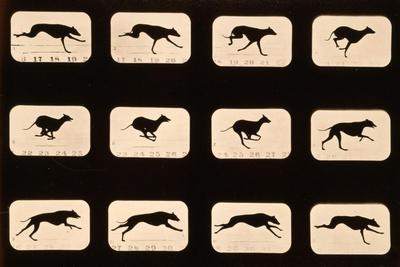 'Photographer Eadweard Muybridge's Study of a Horse at Full Gallop in ...