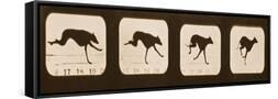 'Image Sequence of Running Greyhounds, 'Animal Locomotion' Series, C ...