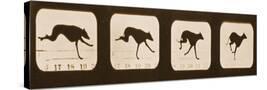 'Image Sequence of Running Greyhounds, 'Animal Locomotion' Series, C ...