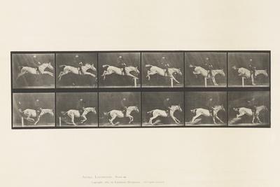 'Plate 641. Jumping a Hurdle; Saddle; Knocking over Hurdle And, 1885 ...