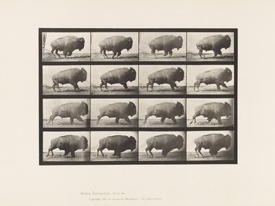 Plate 700. Buffalo; Galloping, 1885 (Collotype on Paper) Giclee Print ...