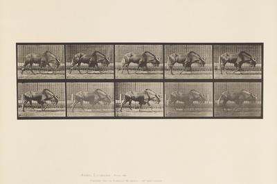 'Plate 701. Gnu; Walking, 1885 (Collotype on Paper)' Giclee Print ...