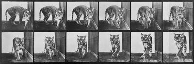 Tiger Pacing, from 'Animal Locomotion', 1887 (B/W Photo) Giclee Print ...