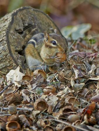 'Eastern American Chipmunk' Photographic Print - Gary Carter ...