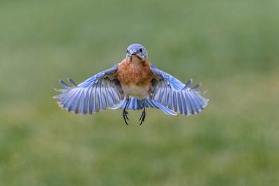 'Eastern bluebird flying, Kentucky' Photographic Print | AllPosters.com