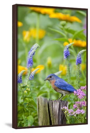 'Eastern Bluebird on Fence Post in Flower Garden, Marion Co. IL ...