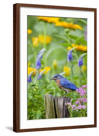 'Eastern Bluebird on Fence Post in Flower Garden, Marion Co. IL ...