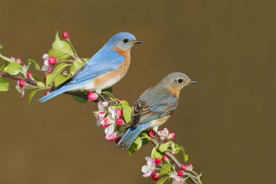 'Eastern Bluebird Pair' Photographic Print | AllPosters.com