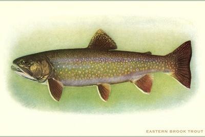 'Eastern Brook Trout' Prints | AllPosters.com