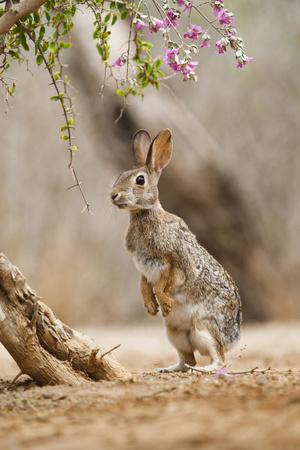 'Eastern Cottontail Rabbit, Wildlife, Feeding on Blooms of Native ...