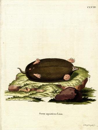 Eastern Mole Giclee Print | AllPosters.com