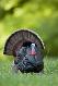 'Eastern Wild Turkey Gobbler Strutting, Holmes, Mississippi, Usa ...