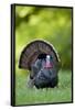 'Eastern Wild Turkey Gobbler Strutting, Holmes, Mississippi, Usa ...