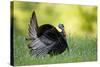 'Eastern Wild Turkey Gobbler Strutting, Holmes, Mississippi, Usa ...
