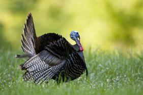 'Eastern Wild Turkey Gobbler Strutting, Holmes, Mississippi, Usa ...