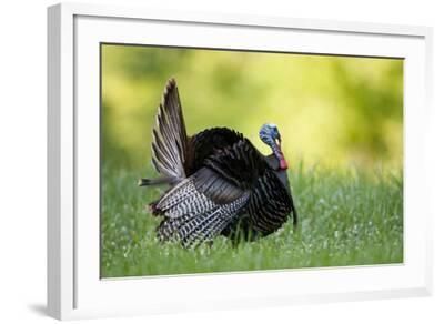 'Eastern Wild Turkey Gobbler Strutting, Holmes, Mississippi, Usa ...