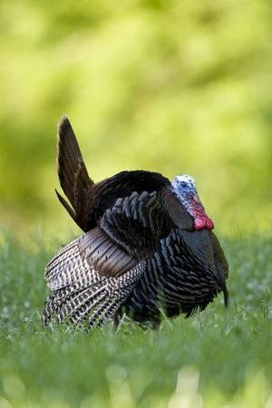 'Eastern Wild Turkey Gobbler Strutting in Field, Holmes Co. Ms ...
