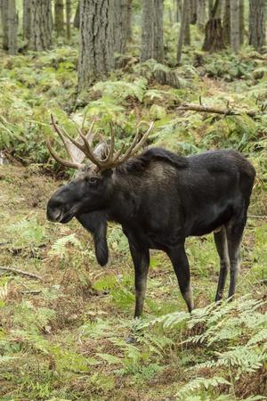 'Eatonville, WA. Bull moose in Northwest Trek Wildlife Park ...