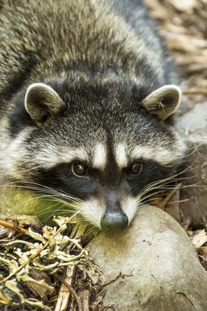 'Eatonville, WA. Sleepy northern raccoon at Northwest Trek Wildlife ...